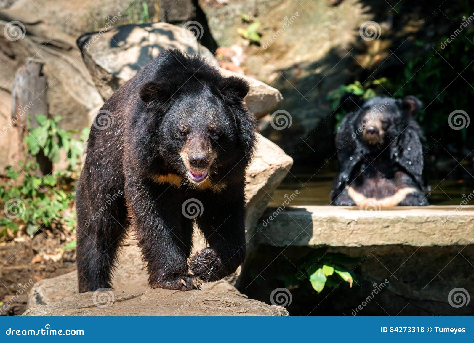 Two Bears Sitting on the Rock Stock Photo - Image of hunting, nature ...