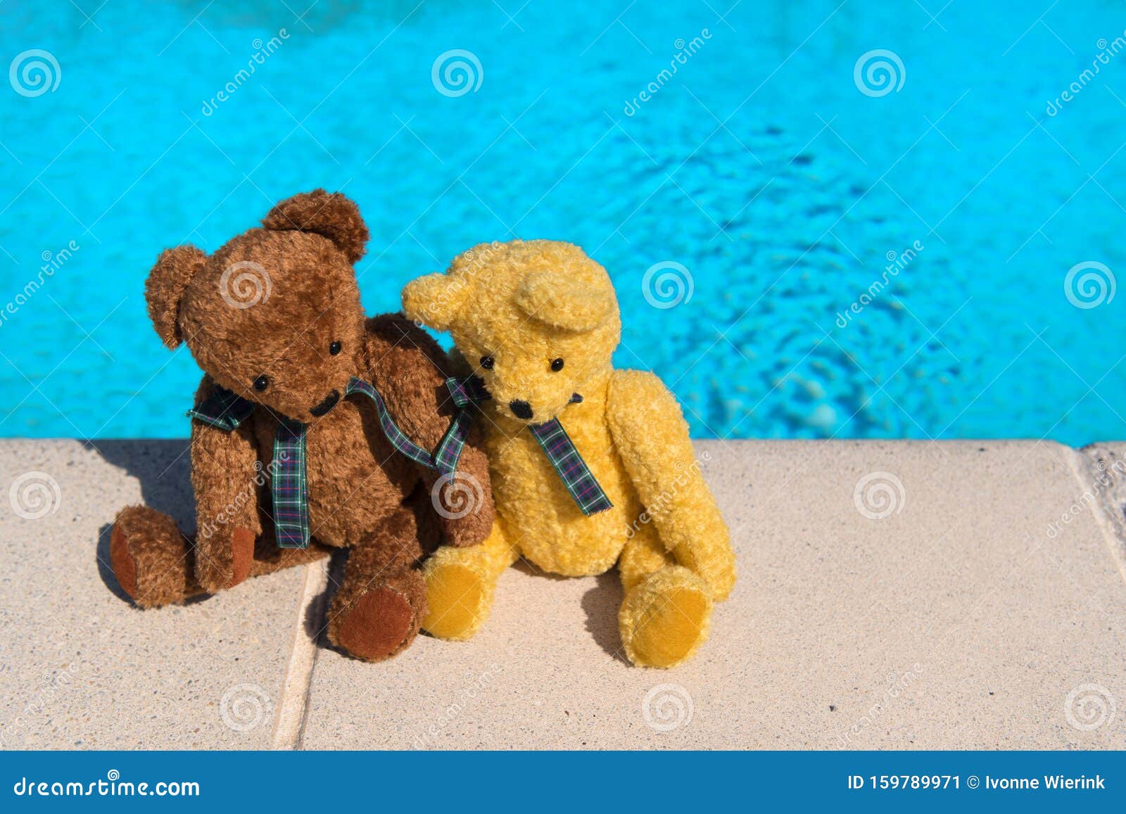 Bears at swimming pool stock image. Image of pool, brown - 159789971