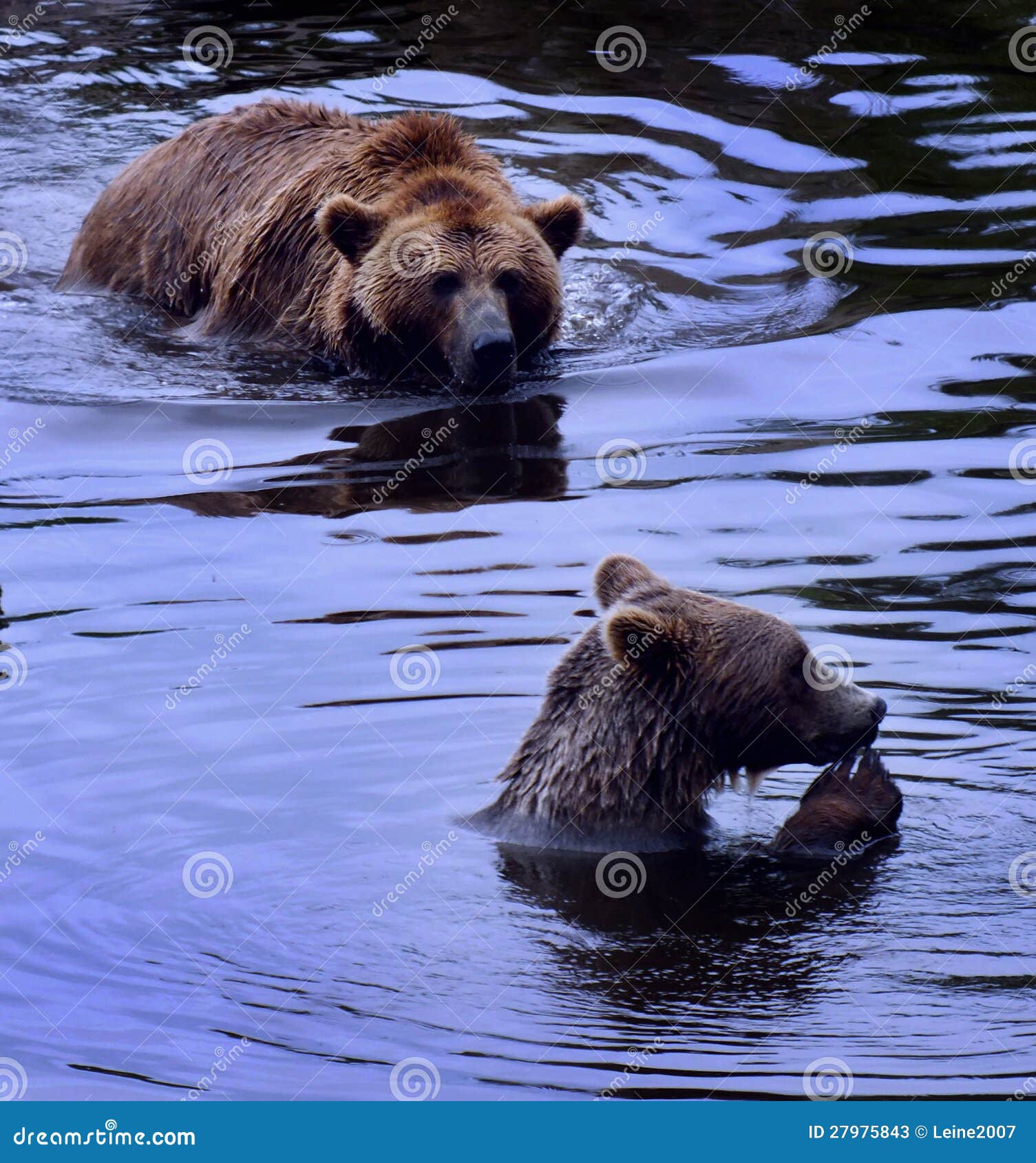 Two bears in water stock image. Image of small, swimming - 27975843