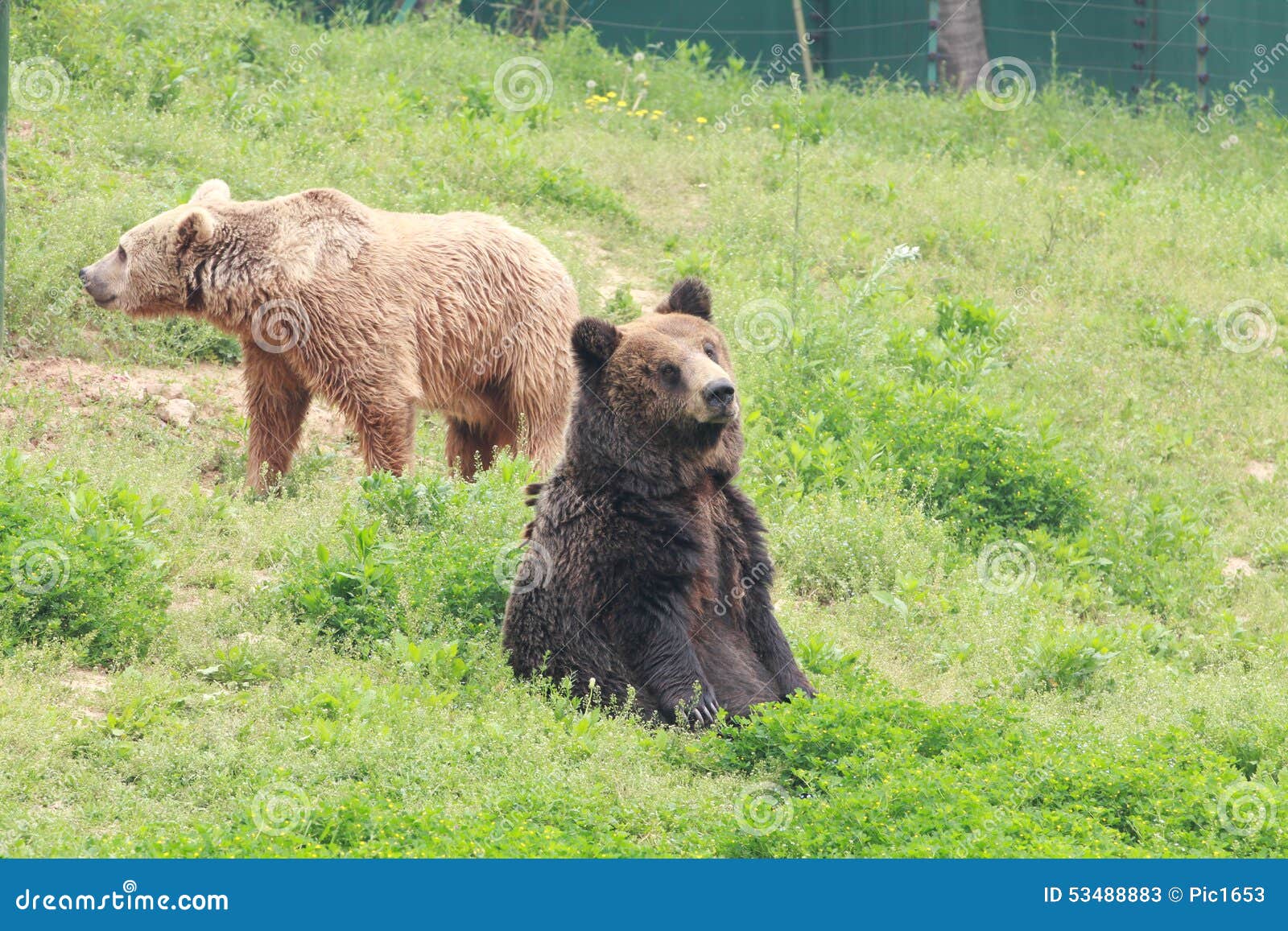 Two bears stock image. Image of species, standing, furry - 53488883
