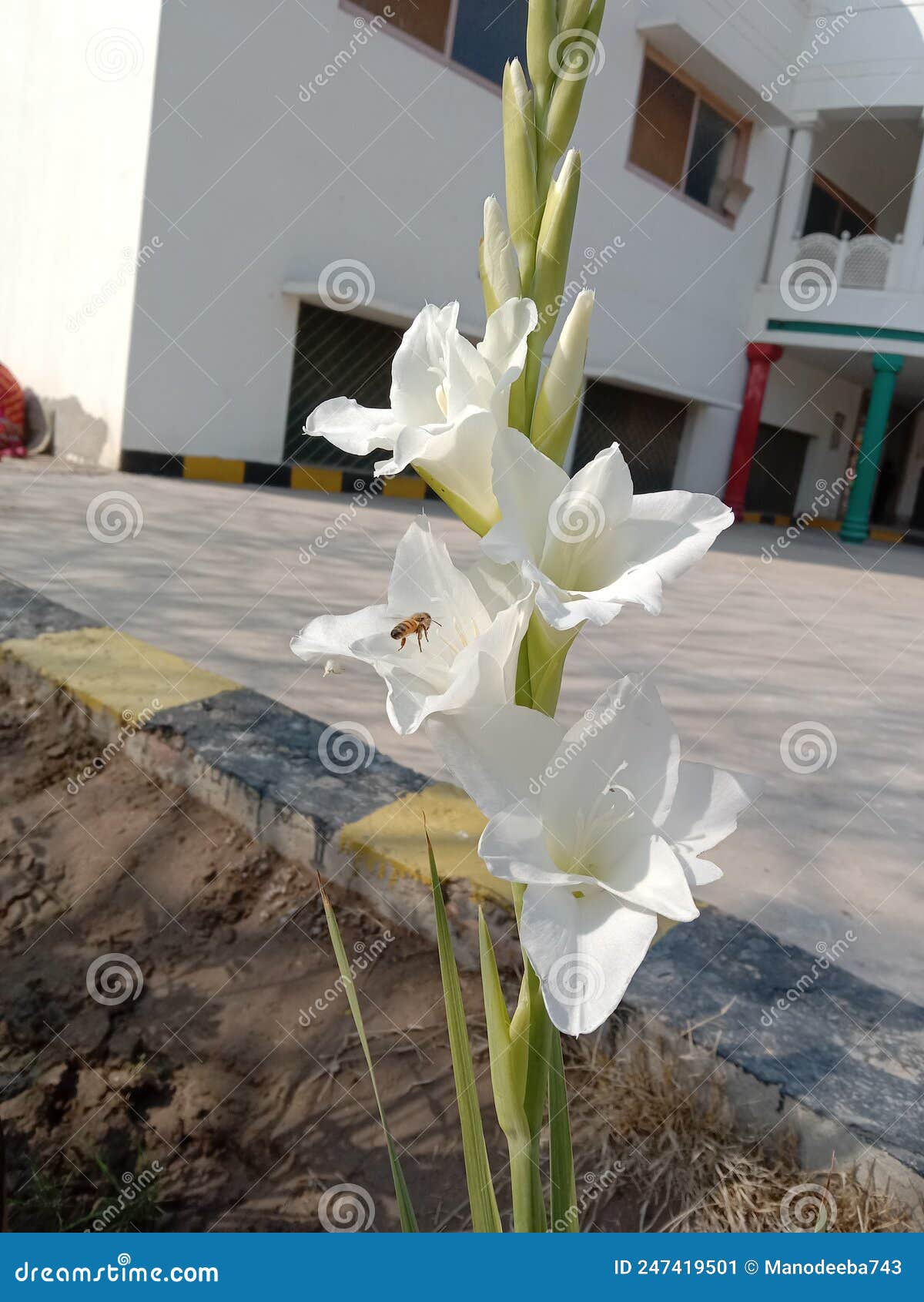 Two beauties in one frame stock image. Image of lighting - 247419501