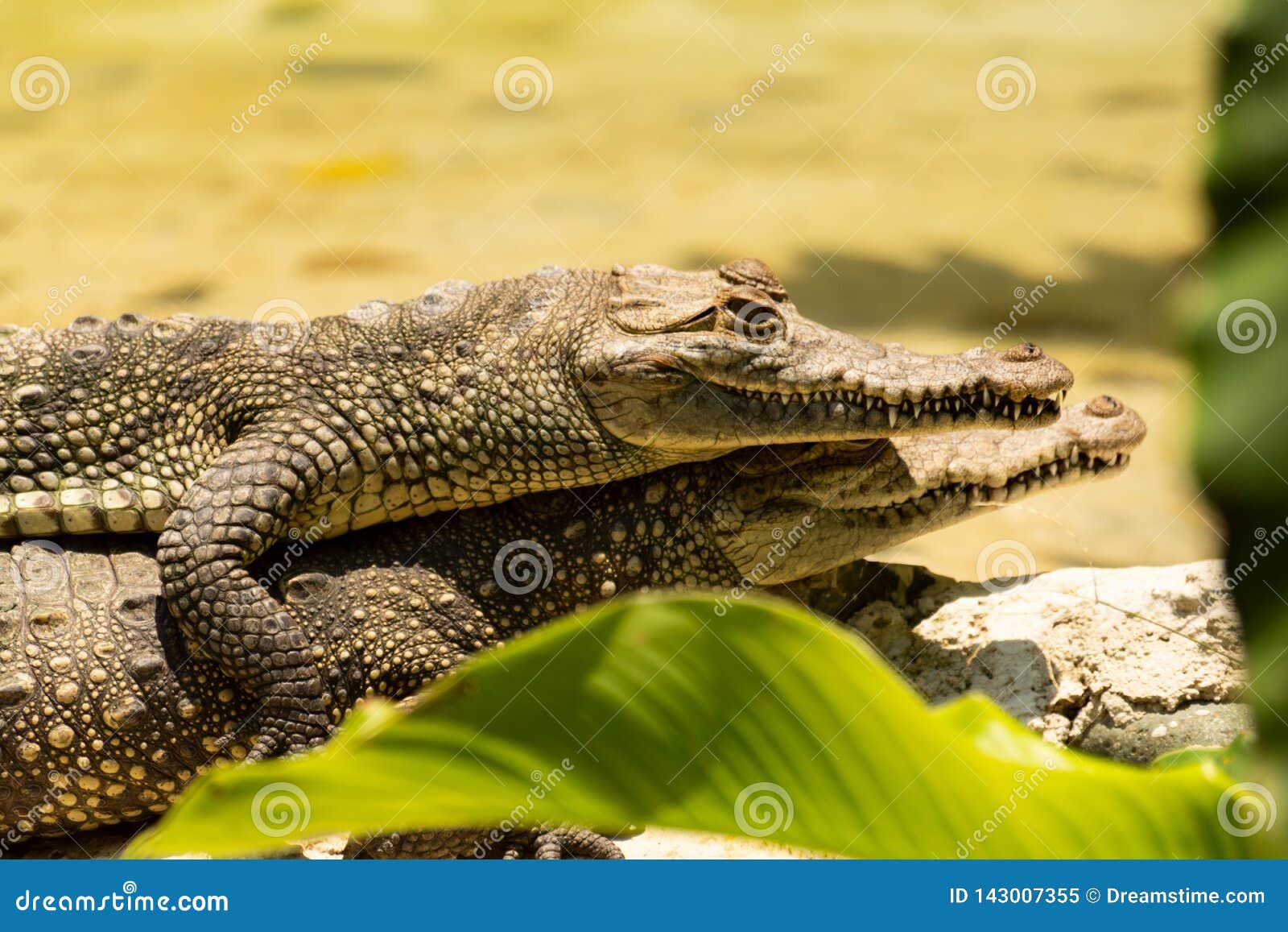 Two Beautiful Alligators Taking the Sun and Resting Stock Image - Image ...