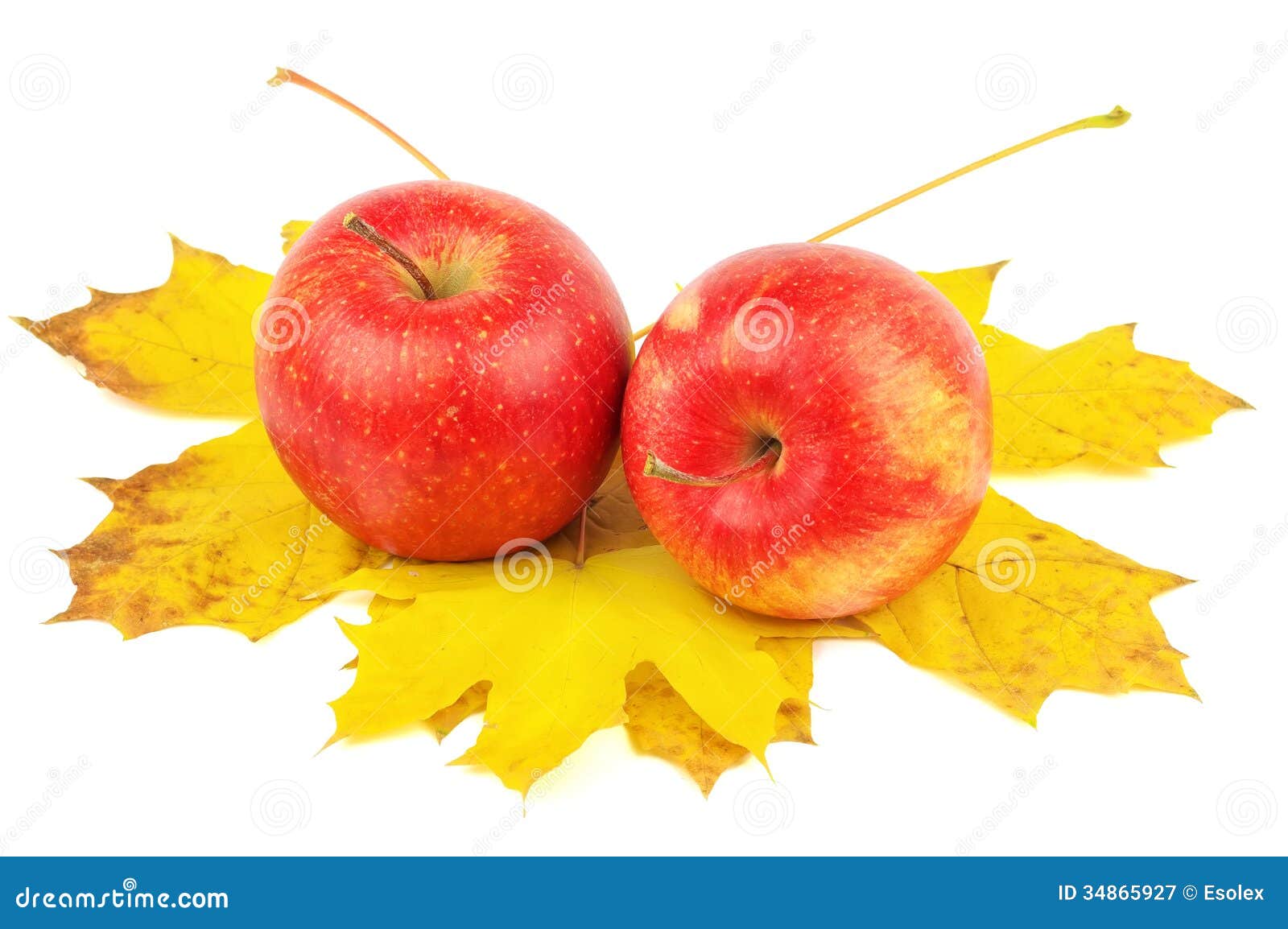 Two Beautiful Apples on Autumn Maple Leafs Stock Image - Image of ...