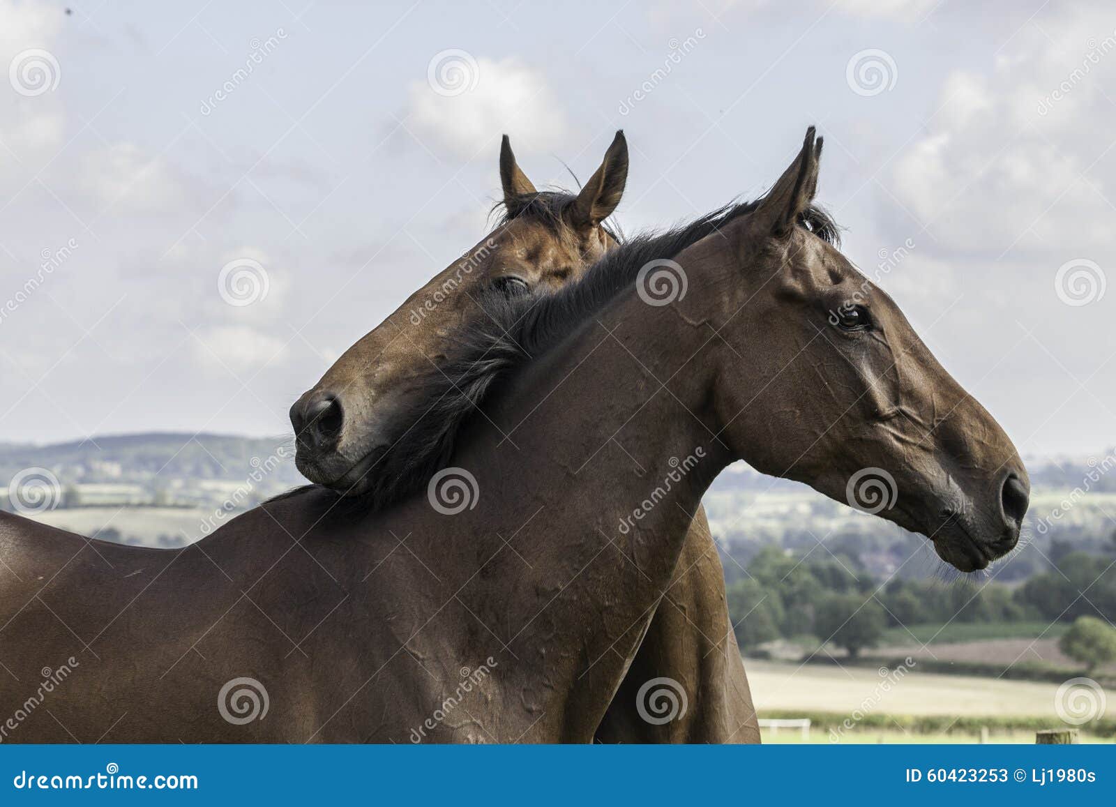 Two Beautiful Bay Horses Nuzzling Stock Image - Image of race, black ...