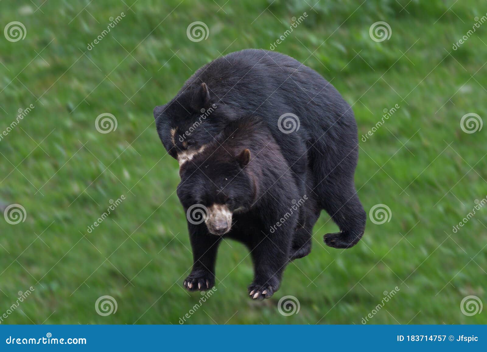 Two Beautiful Bears Hugging Each Other Stock Image - Image of adorable ...