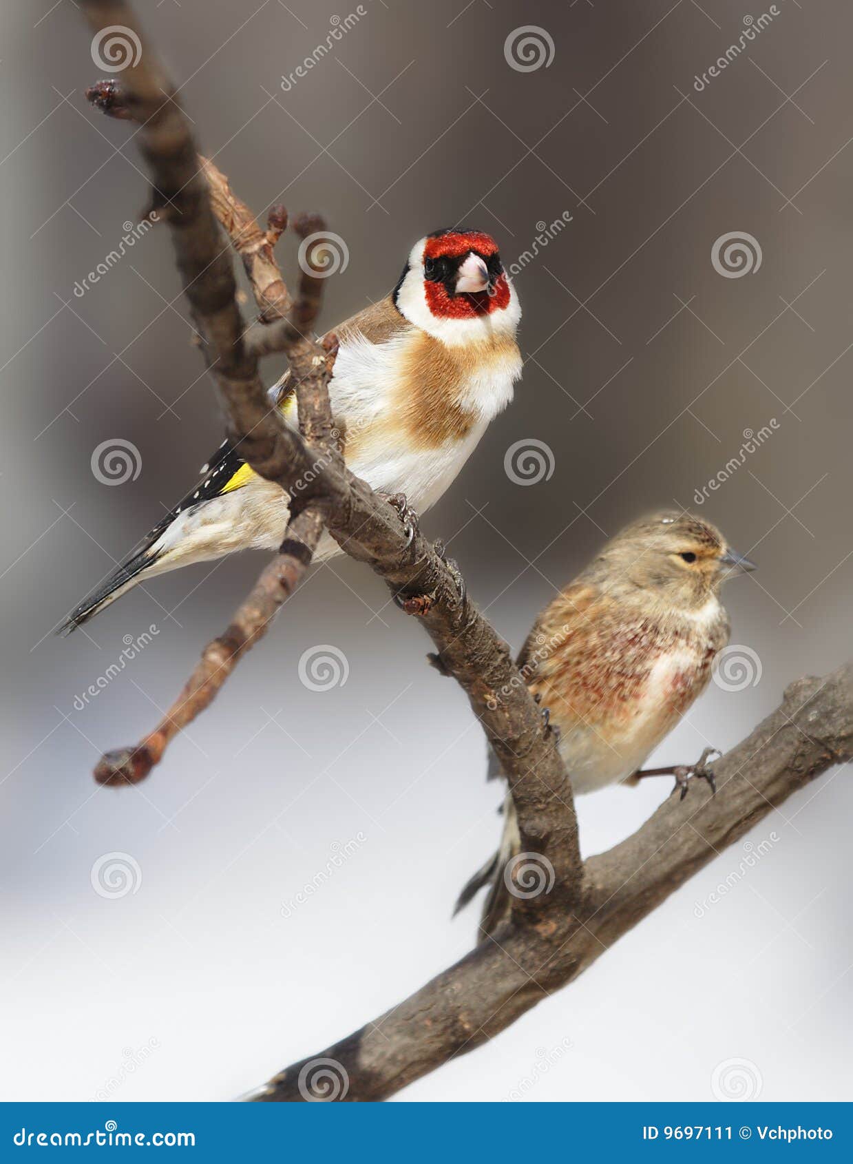 Two beautiful birds stock image. Image of wilderness, life - 9697111