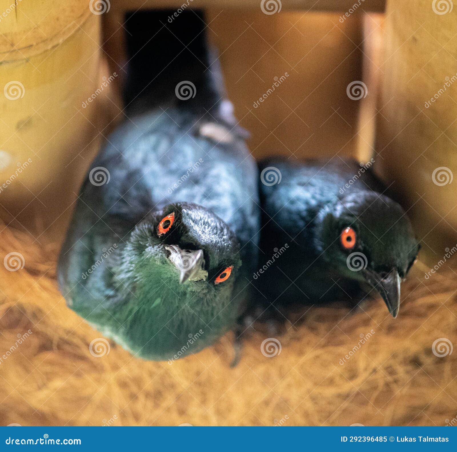 Two Beautiful Birds Looking at Camera Stock Image - Image of nest, blue ...