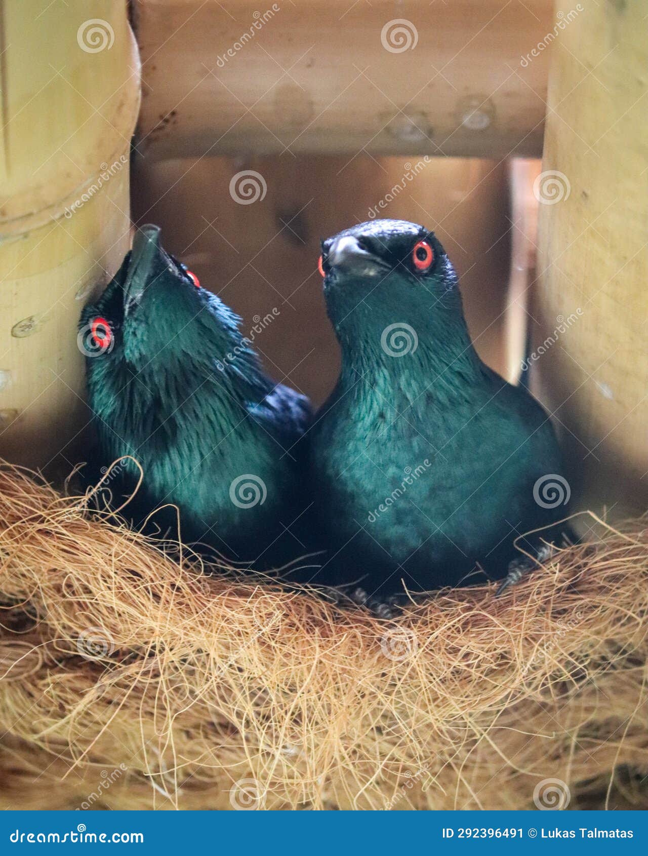 Two Beautiful Birds Looking at Camera Stock Image - Image of animal ...
