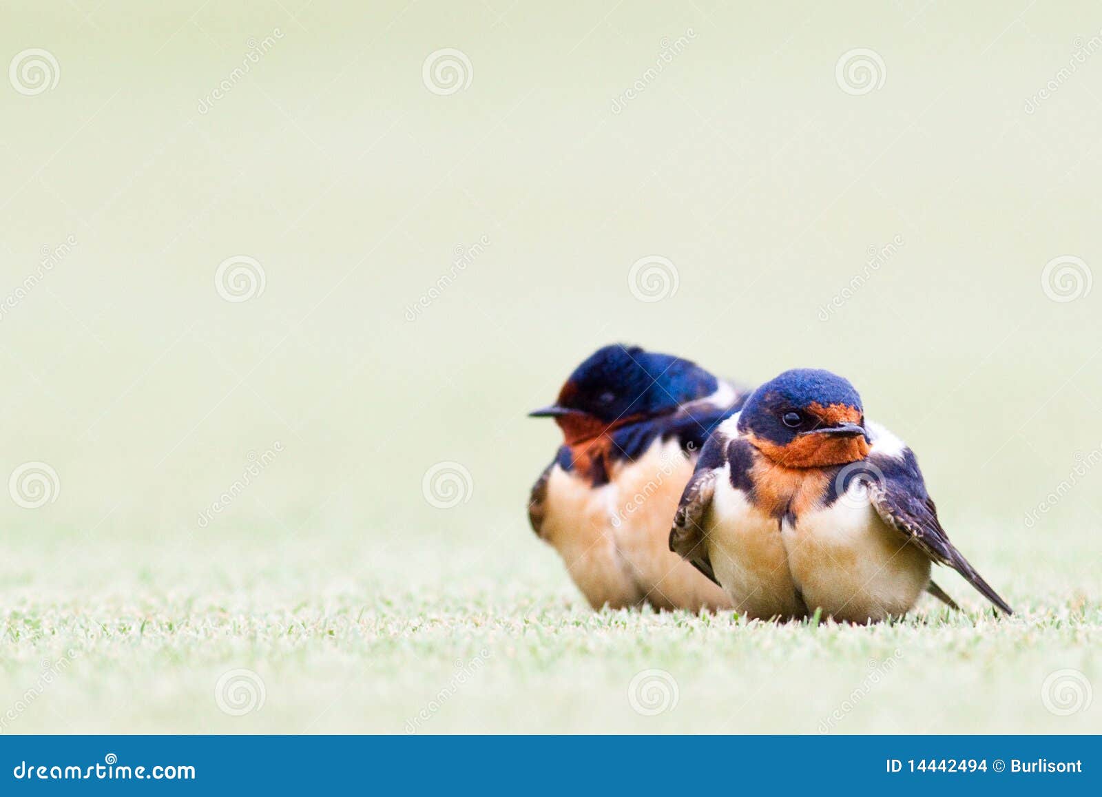 Two beautiful blue birds stock photo. Image of bird, cohesive - 14442494
