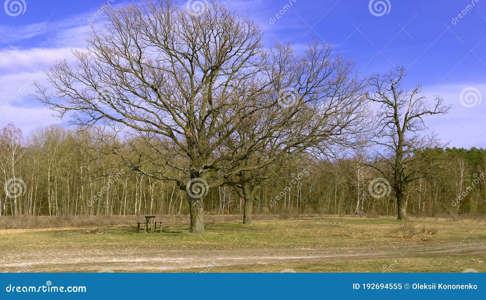 Two Beautiful Branched Trees at the Edge of the Forest. Spring ...