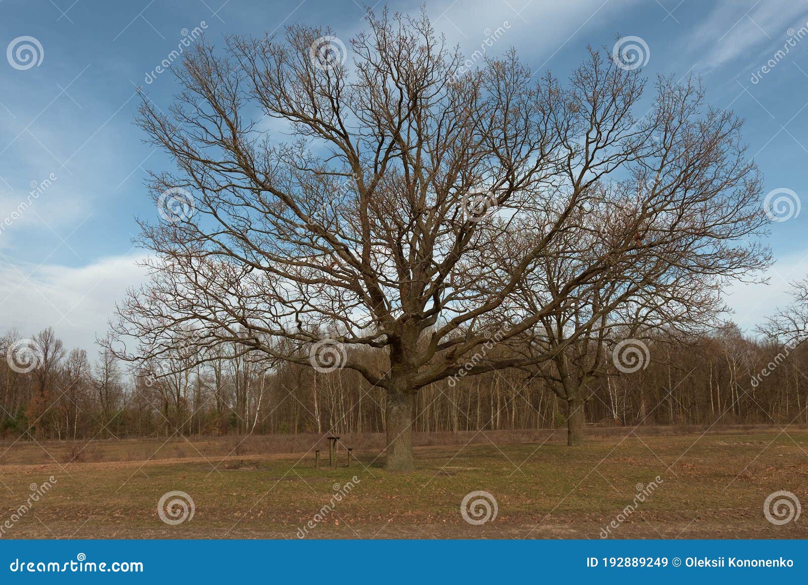 Two Beautiful Branched Trees at the Edge of the Forest. Spring ...