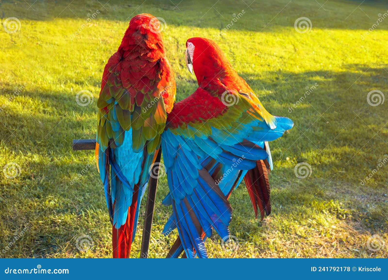 Two Beautiful Bright Macaw Parrots, Parrots on the Street Stock Photo ...