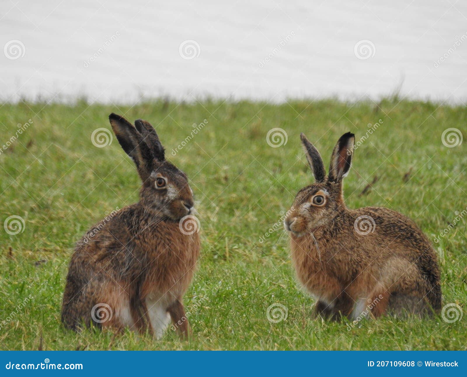 Two Beautiful Brown Hares in a Meadow Stock Photo - Image of grass ...