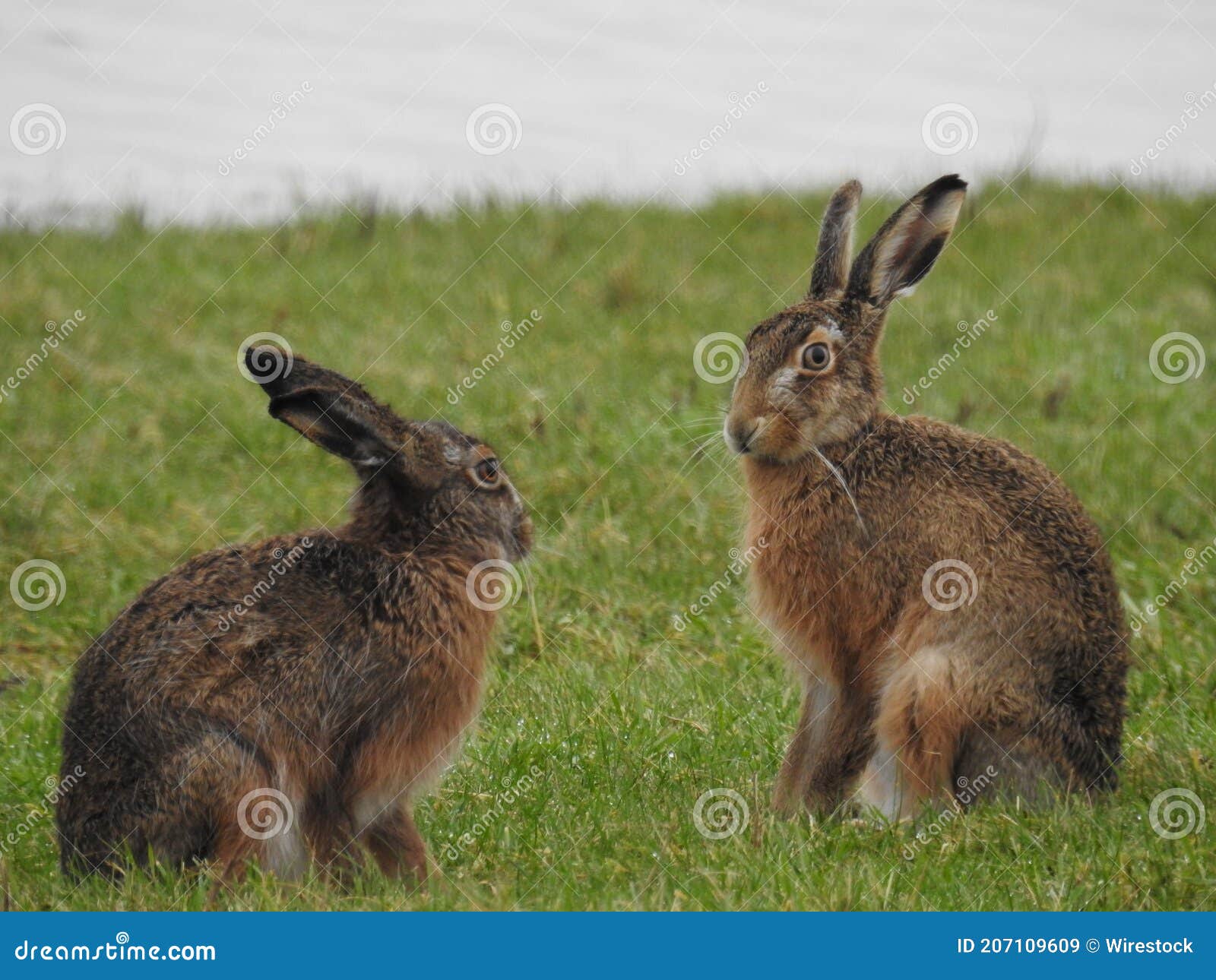 Two Beautiful Brown Hares in a Meadow Stock Image - Image of hare ...