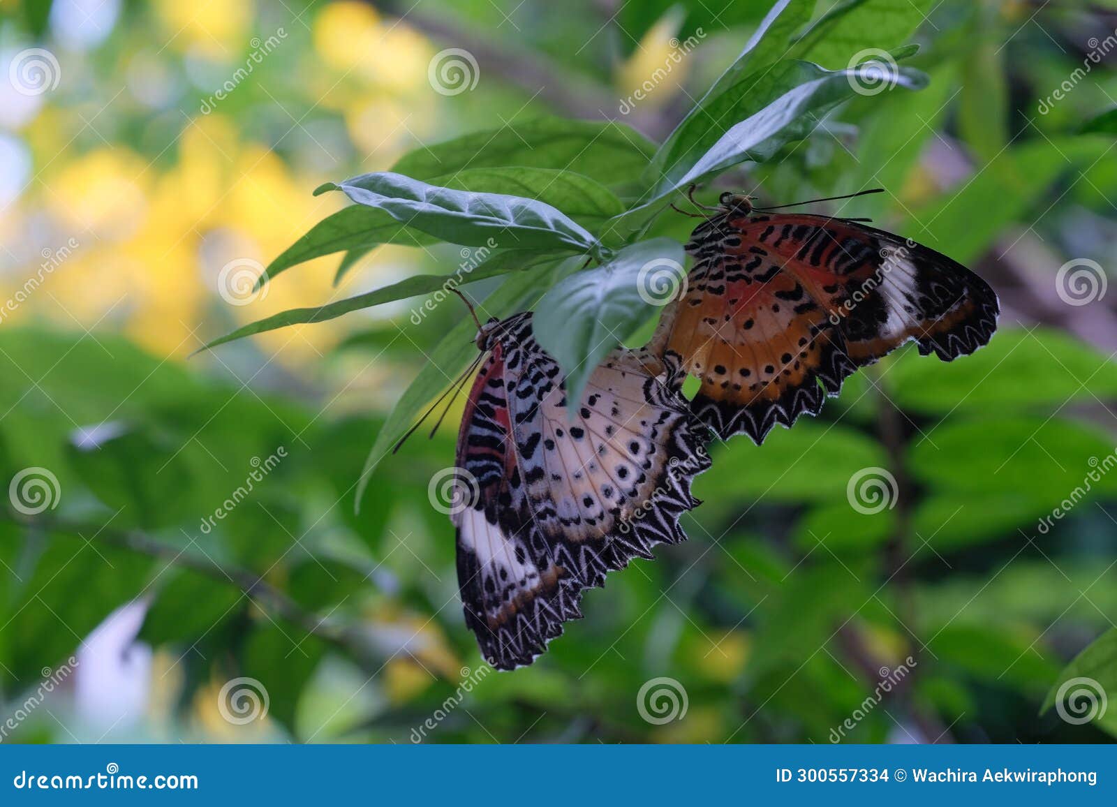 Two Beautiful Butterflies Mating, Beautiful Striped Butterflies are ...