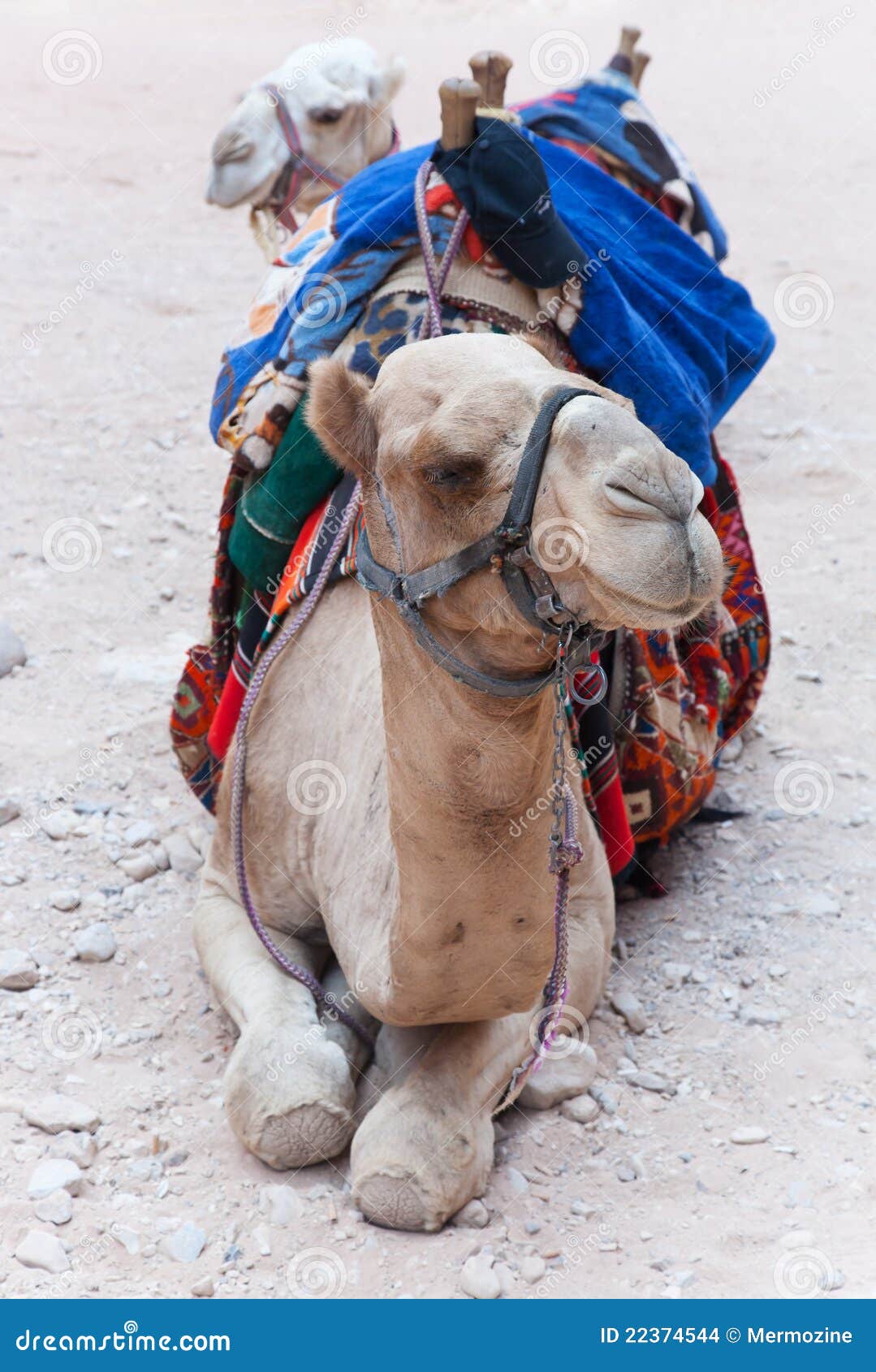 Two beautiful camels. stock photo. Image of africa, transport - 22374544