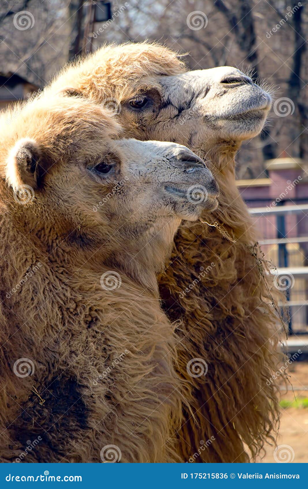 Two Beautiful Camels, they Stand by and Look in the Same Direction ...