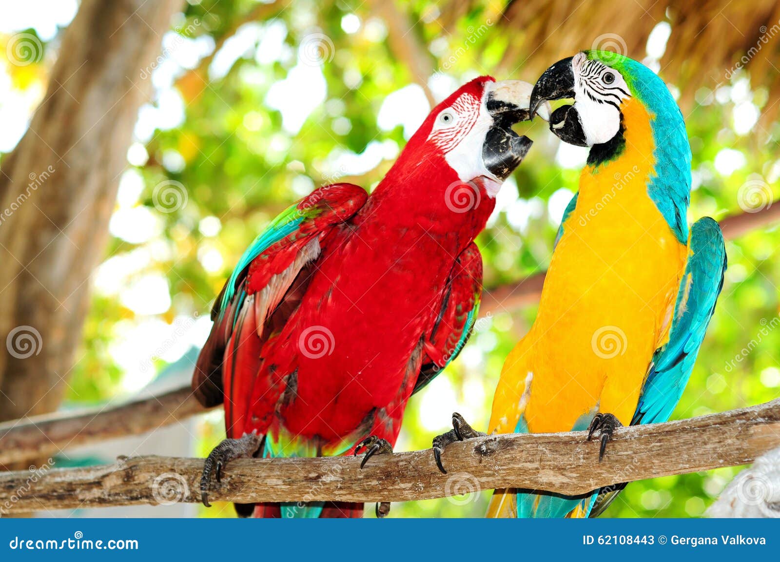 Two Beautiful Carribean Maccaws on Exotic Beach Stock Image - Image of ...