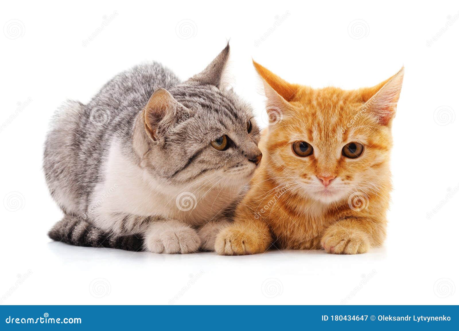 Two beautiful cats stock image. Image of gray, miles - 180434647