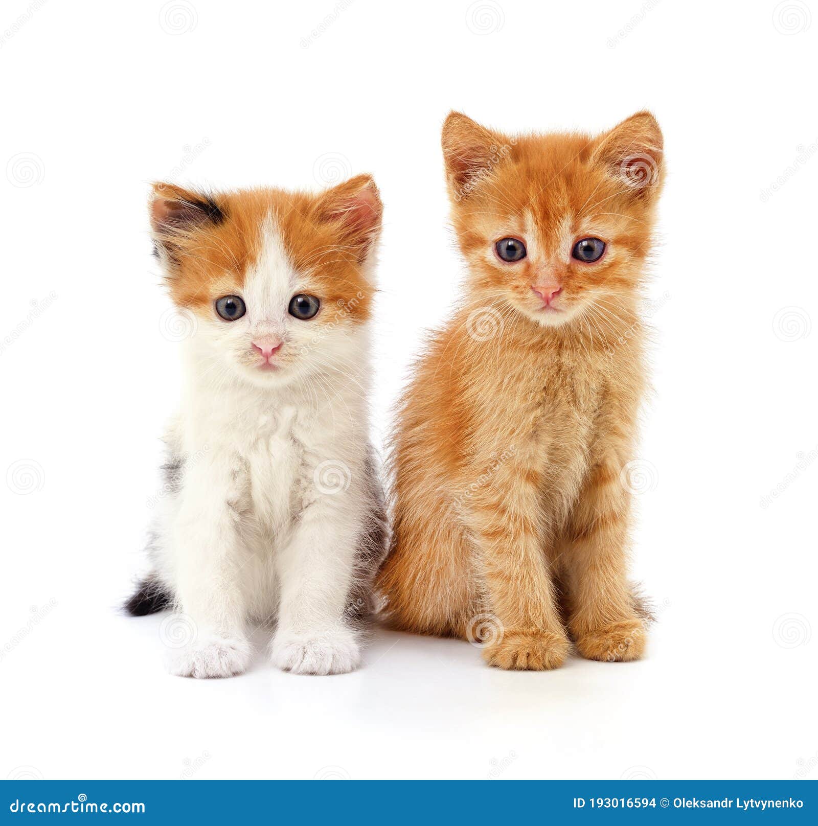 Two beautiful cats stock photo. Image of small, friendship - 193016594