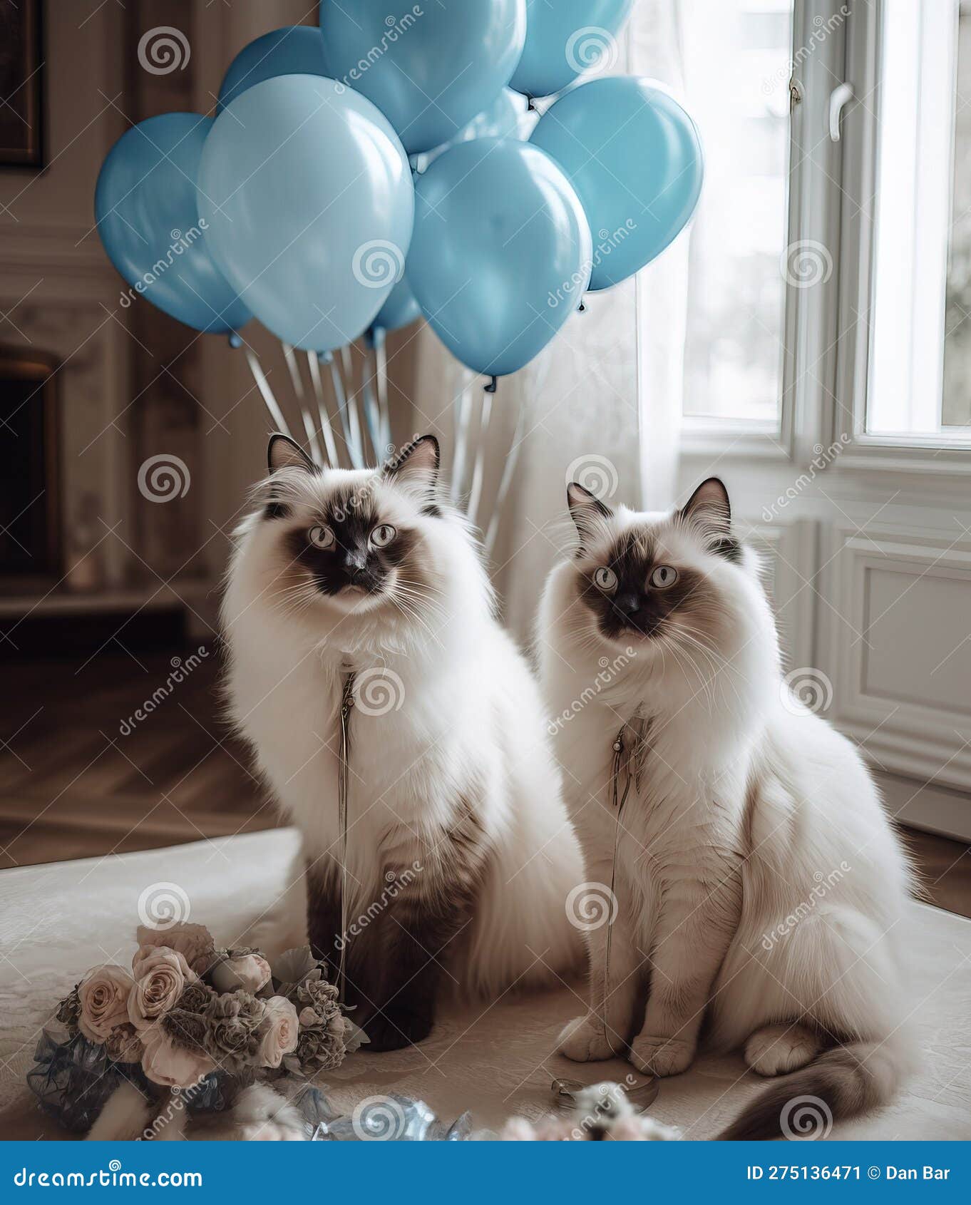 Two Beautiful Cats in a Luxurious Classic Interior with Balloons and ...