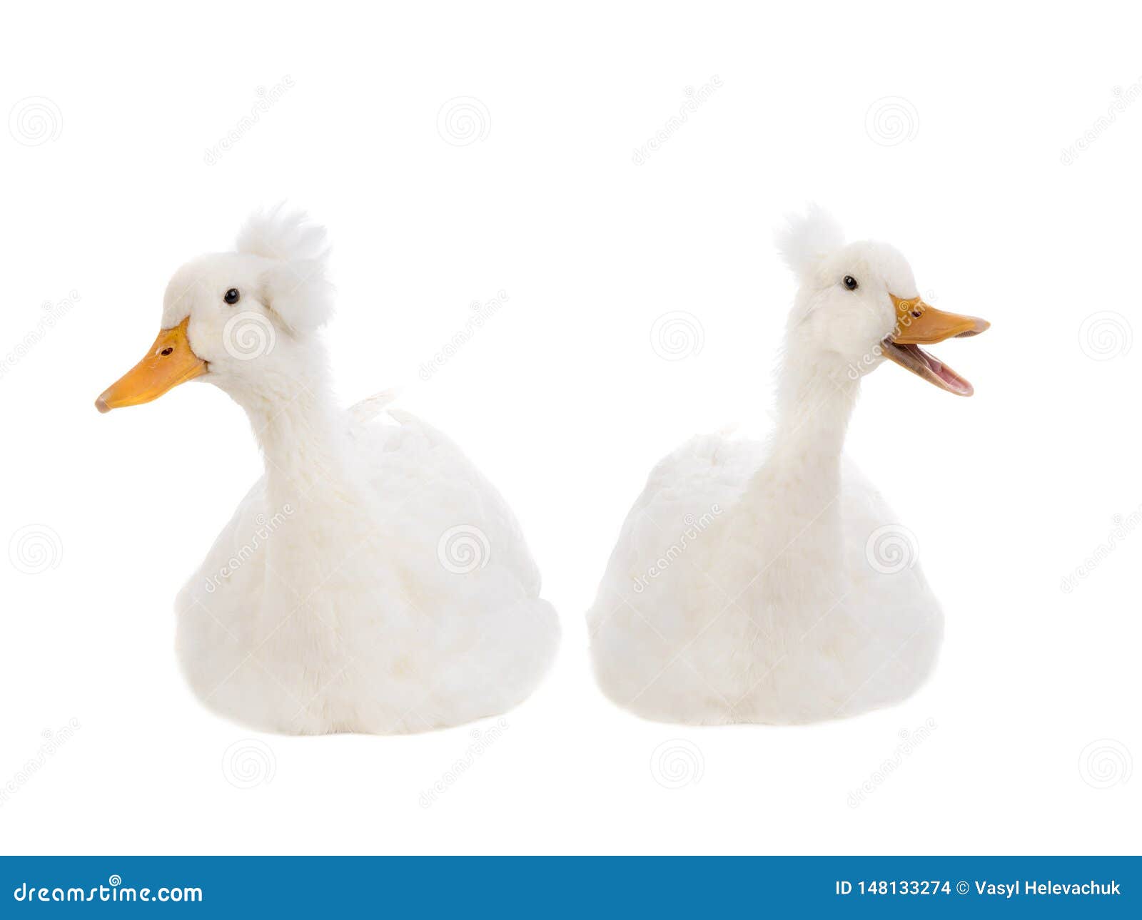 Two Beautiful and Clean White Duck Isolated Stock Photo - Image of ...