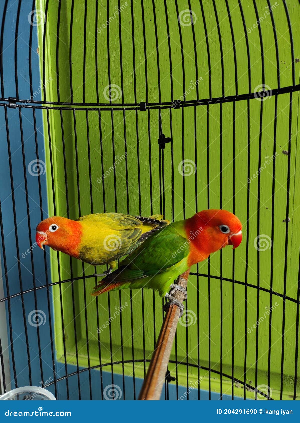 Two Beautiful Colored Birds Back To Back Stock Photo - Image of macaw ...