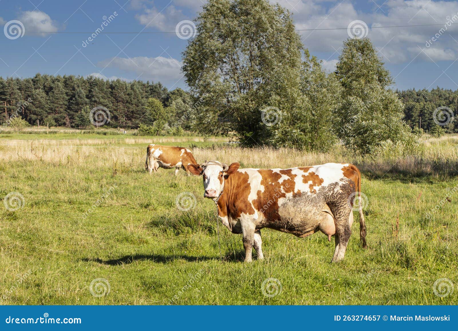 Two Beautiful Cows Graze in the Meadow Stock Image - Image of field ...