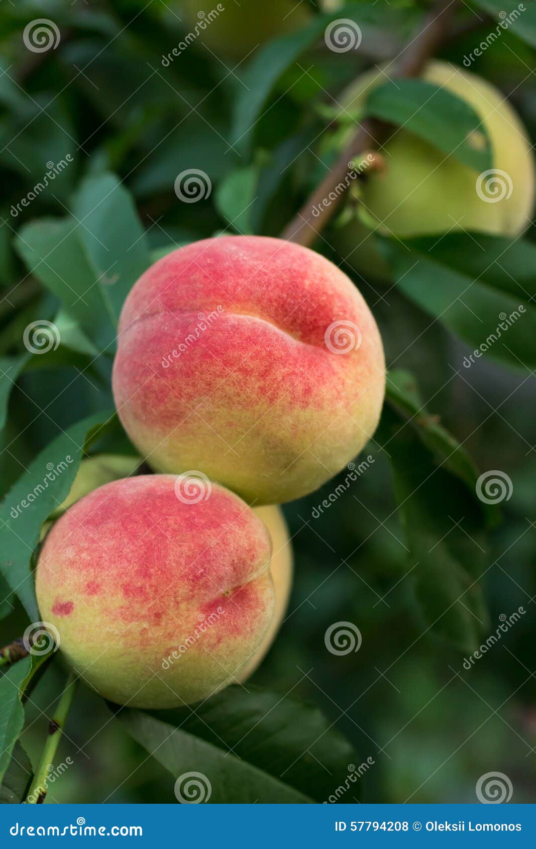Two Beautiful Crimson Ripe Peaches Stock Photo - Image of tree, hang ...