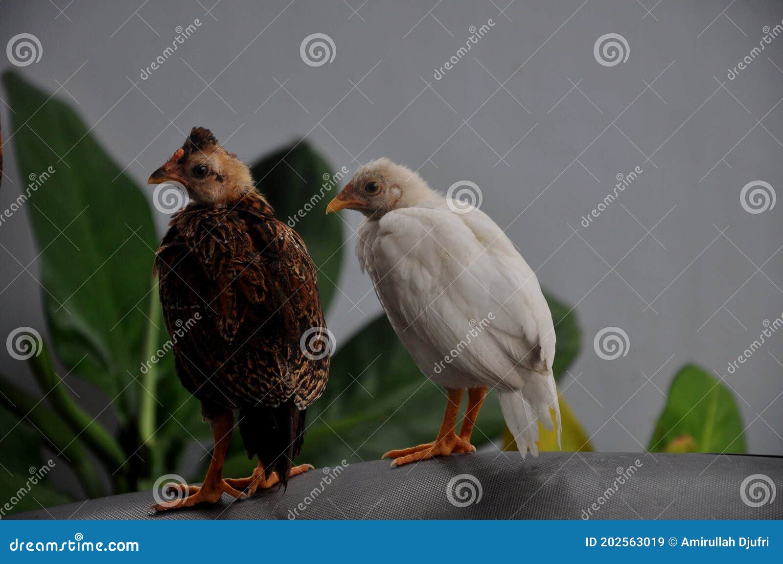 Two chicks stock image. Image of wing, animal, chicks - 202563019