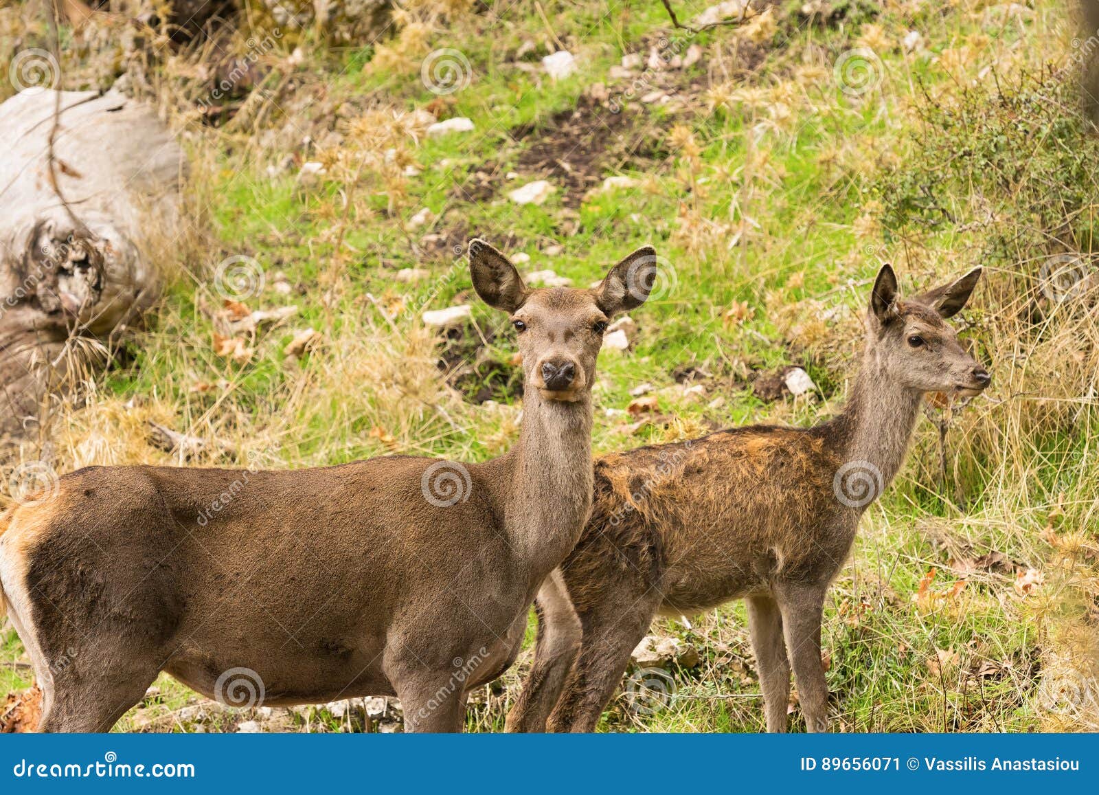 Two Beautiful Deer at Parnitha Mountain in Greece. Stock Image - Image ...