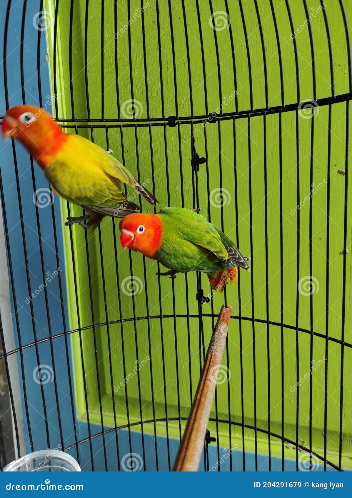 Two Beautiful and Different Colored Birds Stock Image - Image of ...