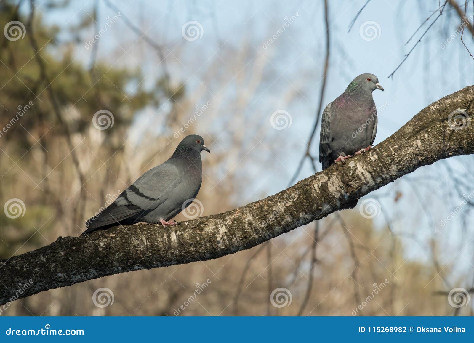 Two Beautiful Dove Sitting on a Tree Branch in Winter Stock Photo ...