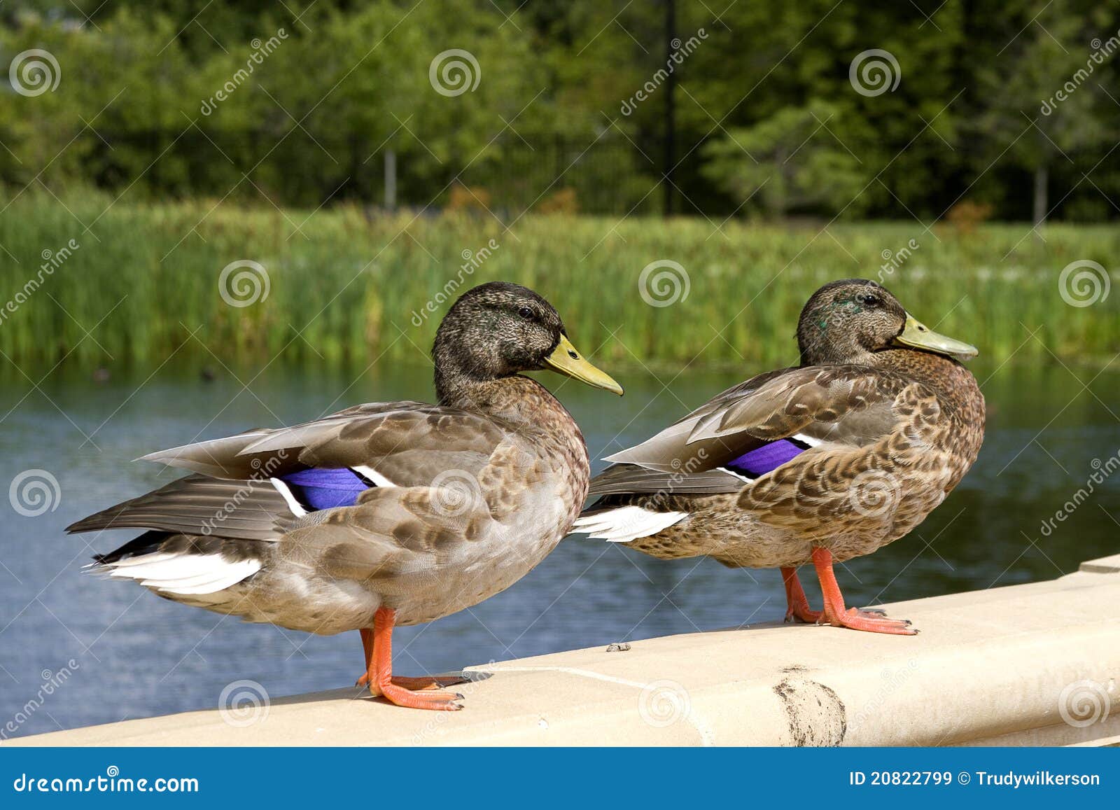 Two Beautiful Ducks stock image. Image of scenic, lake - 20822799