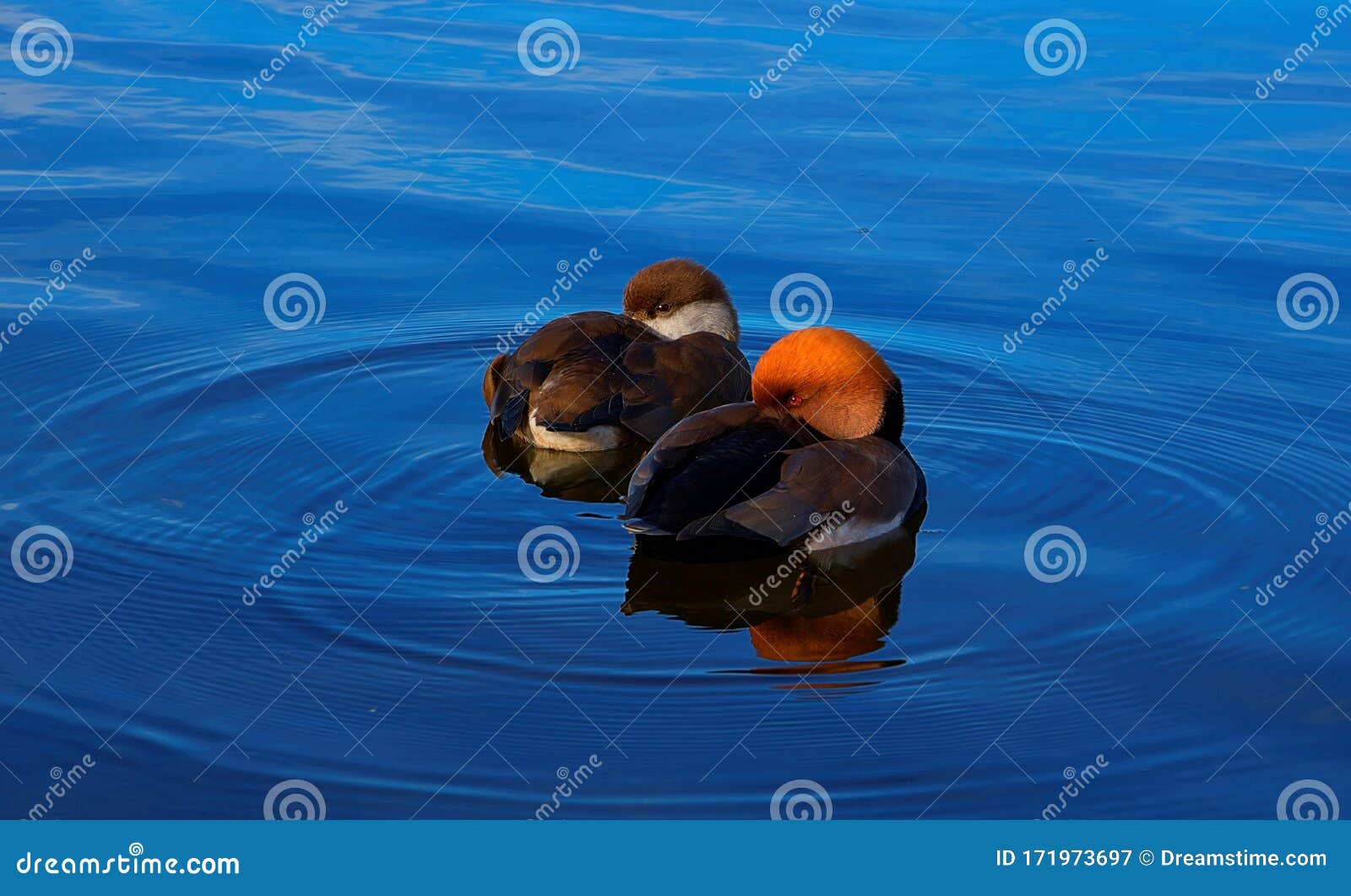 Two Beautiful Ducks on Vacation Stock Image - Image of moss, closeup ...