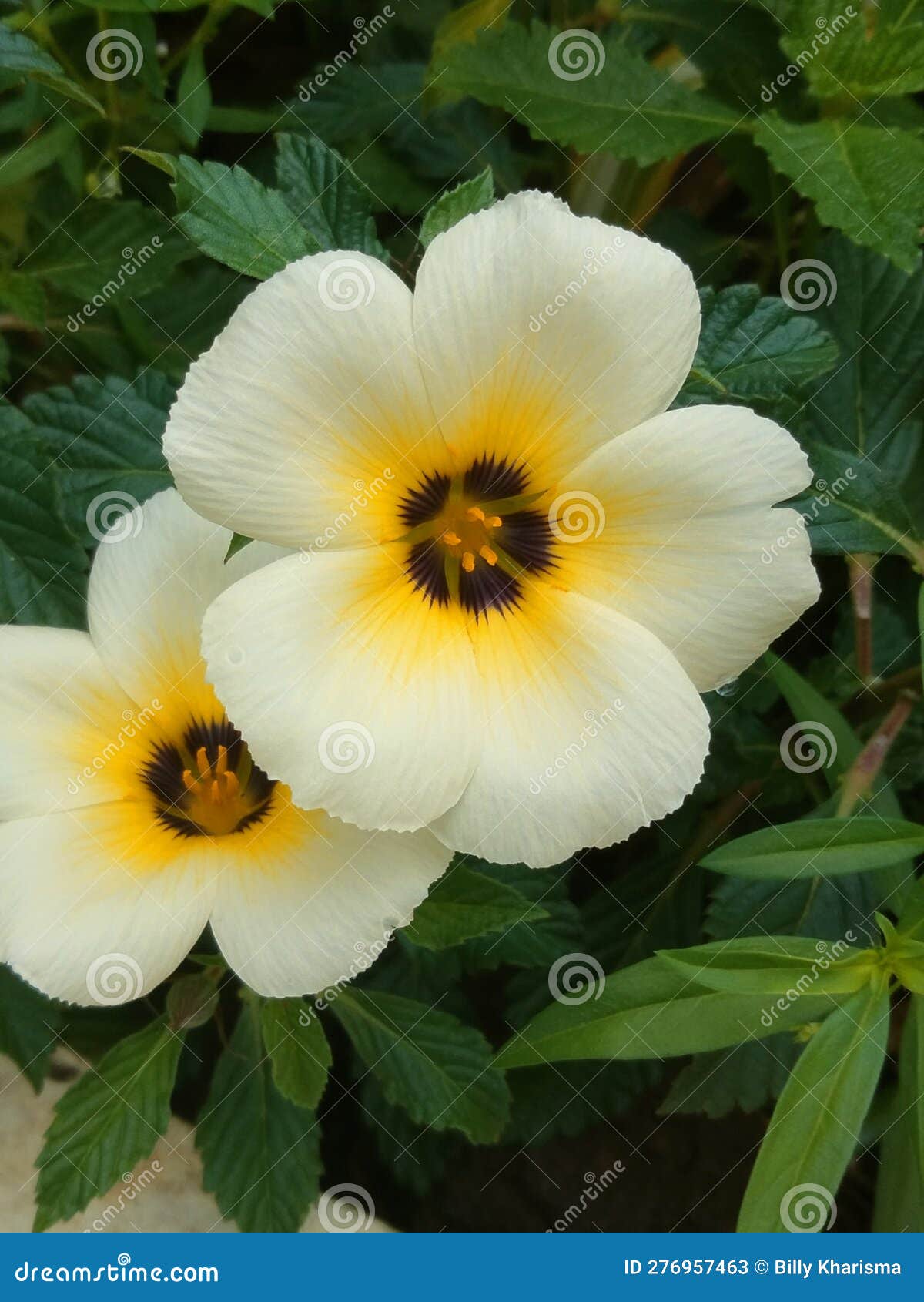 Two Beautiful Eight O& X27;clock Flowers Stock Image - Image of flowers ...