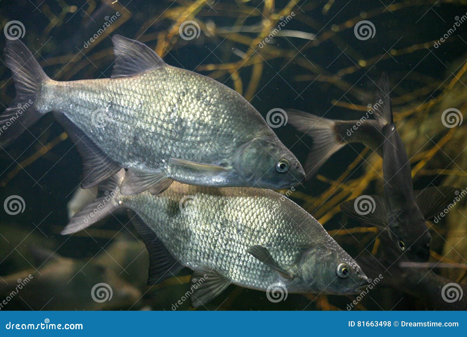 Two beautiful fishes stock photo. Image of river, fish - 81663498