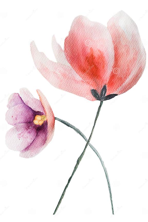 Two beautiful flowers stock illustration. Illustration of watercolor ...