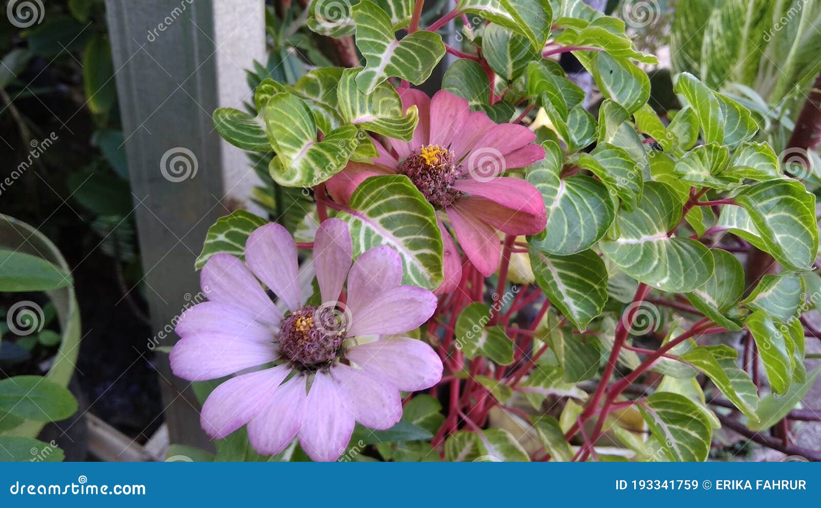 Two Beautiful Flowers Bloom Along Stock Image - Image of leaf, bouquet ...