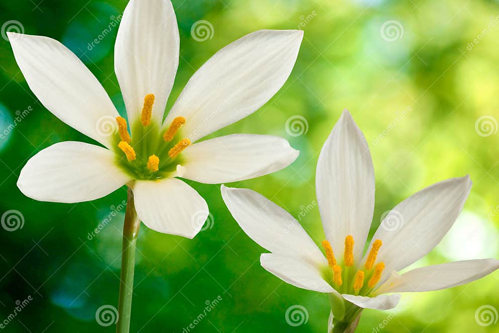Two Beautiful Flowers on Green Background Stock Image - Image of ...