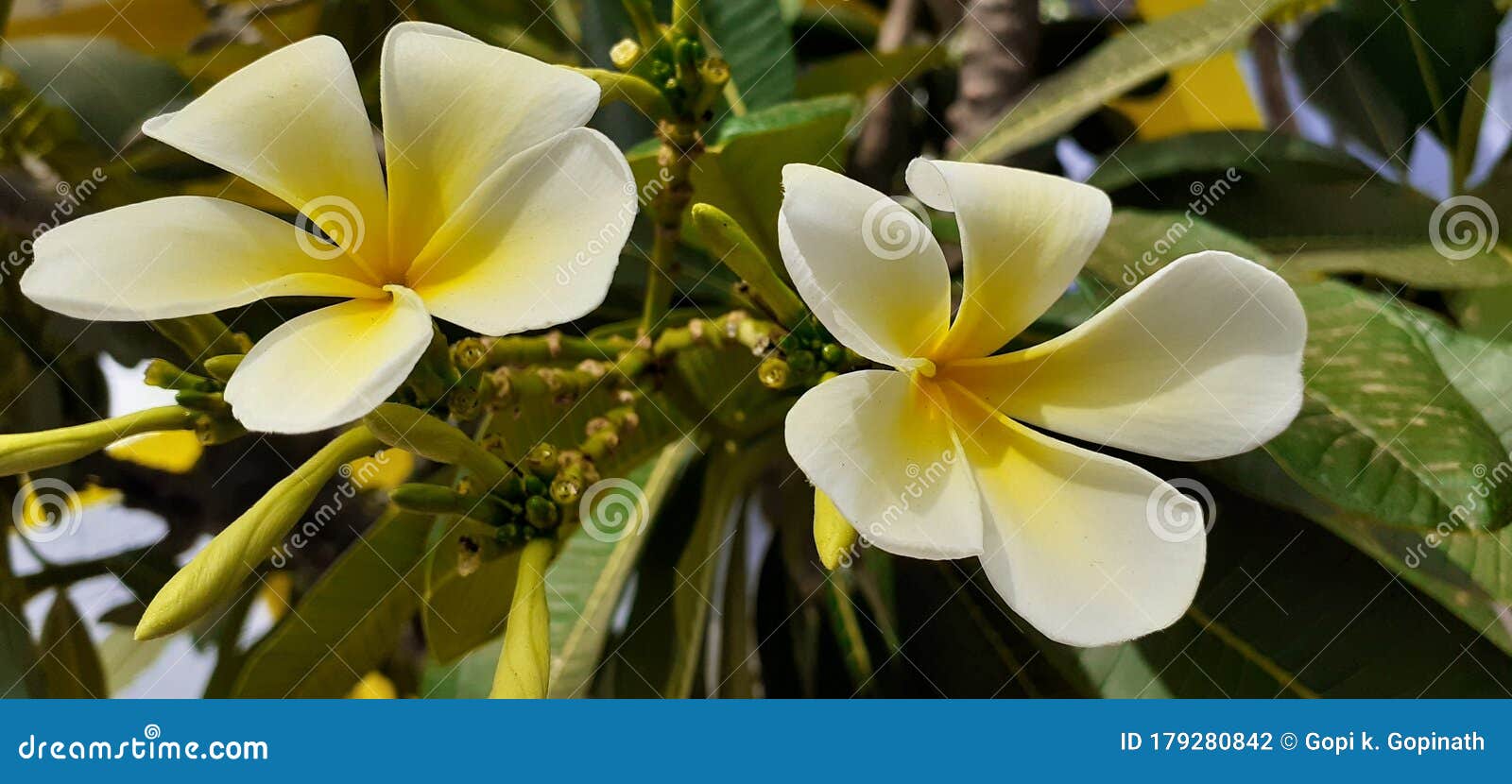Two Beautiful Flowers Looking Nice Stock Photo - Image of yellow ...