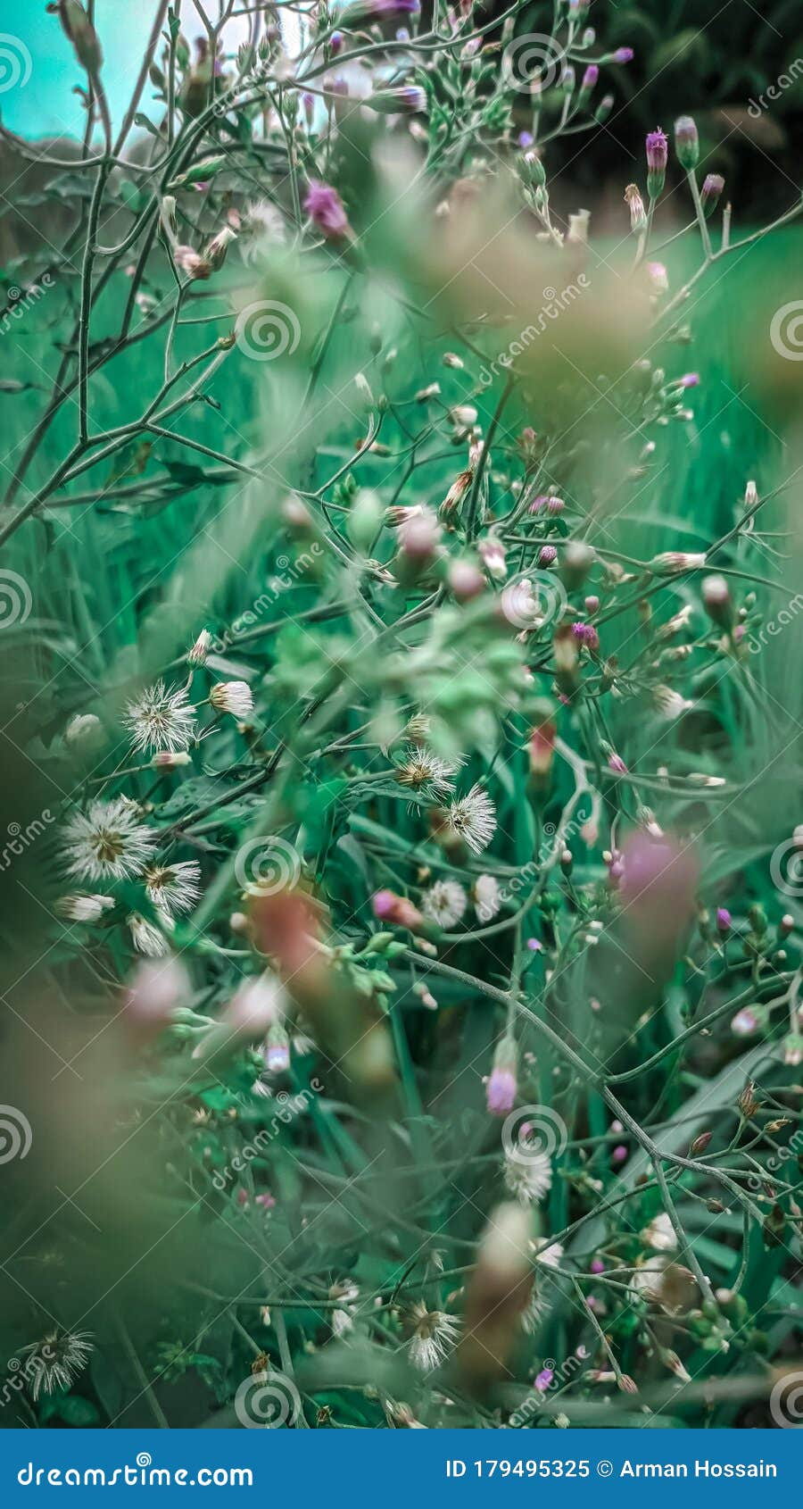 Two Beautiful Flowers in White Color Stock Image - Image of popular ...