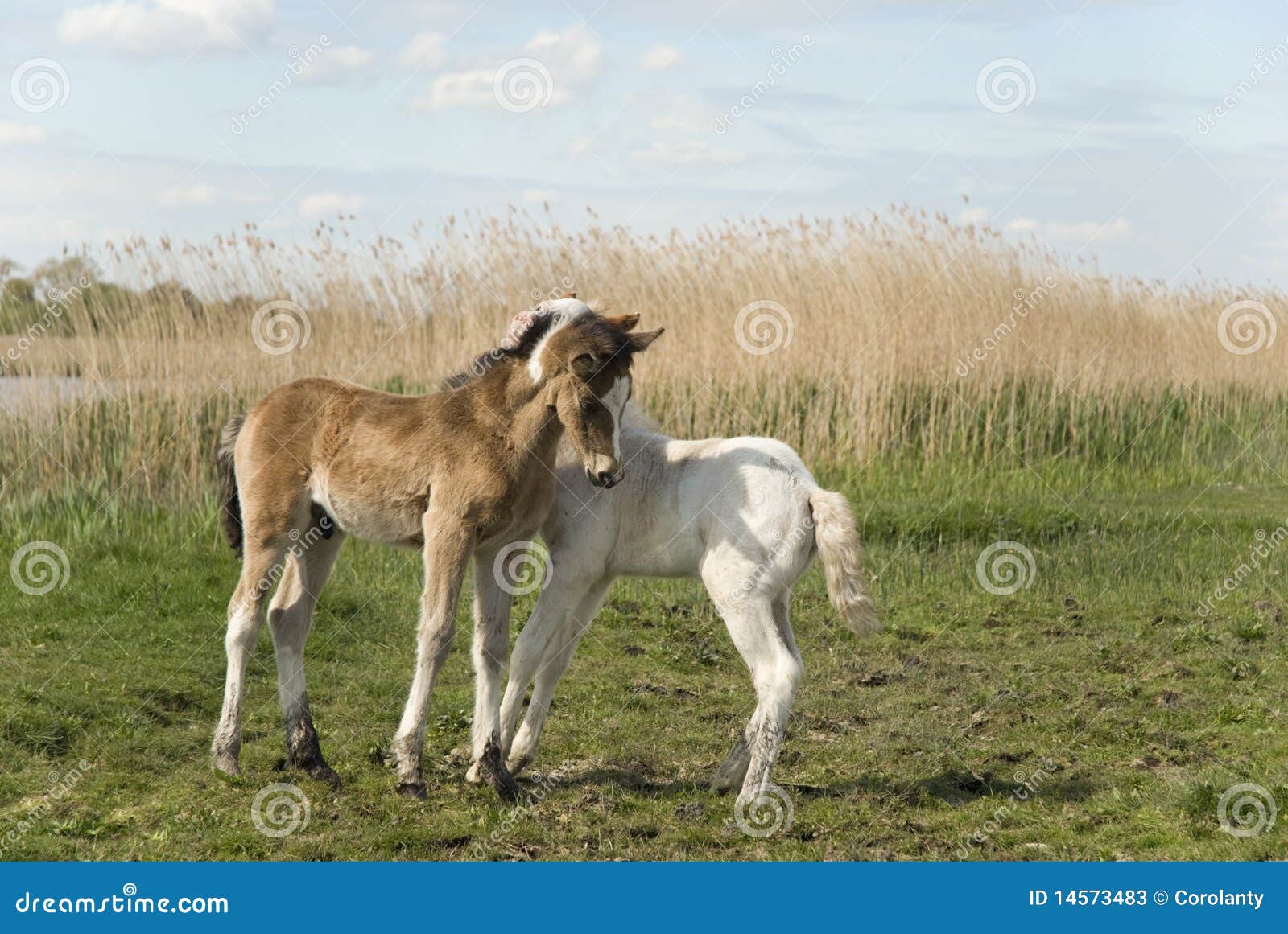 Cute Horses And Ponies And Foals