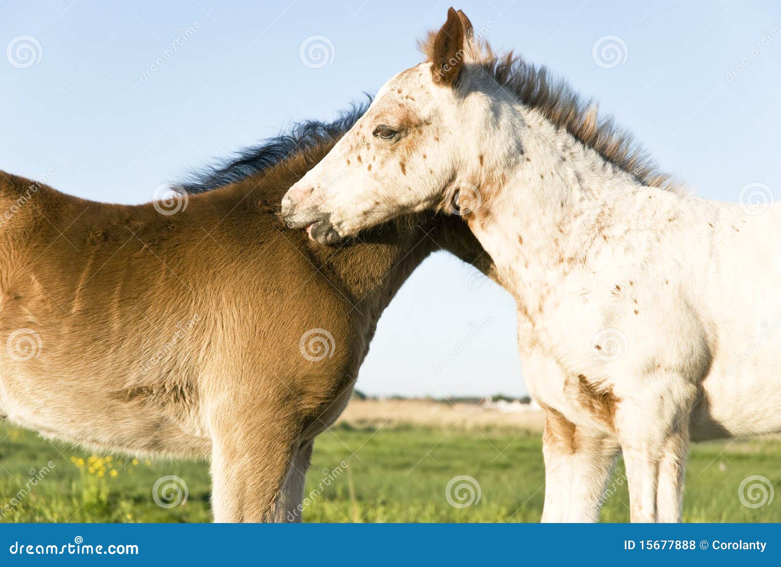 Two beautiful foals stock photo. Image of countryside - 15677888