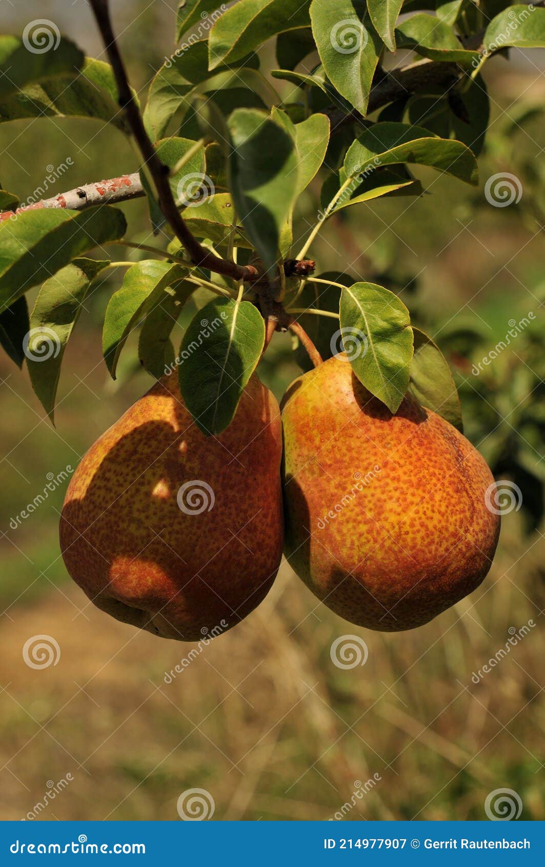 Two Beautiful Forelle Pears Waiting To Be Picked Stock Image - Image of ...