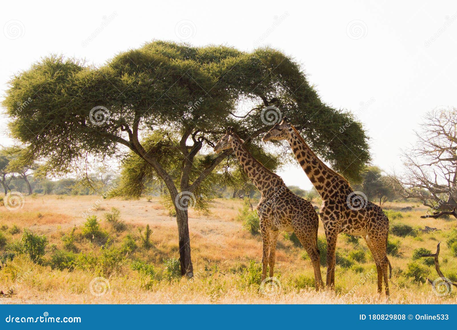 Giant Babobab Stock Photos - Free & Royalty-Free Stock Photos from ...