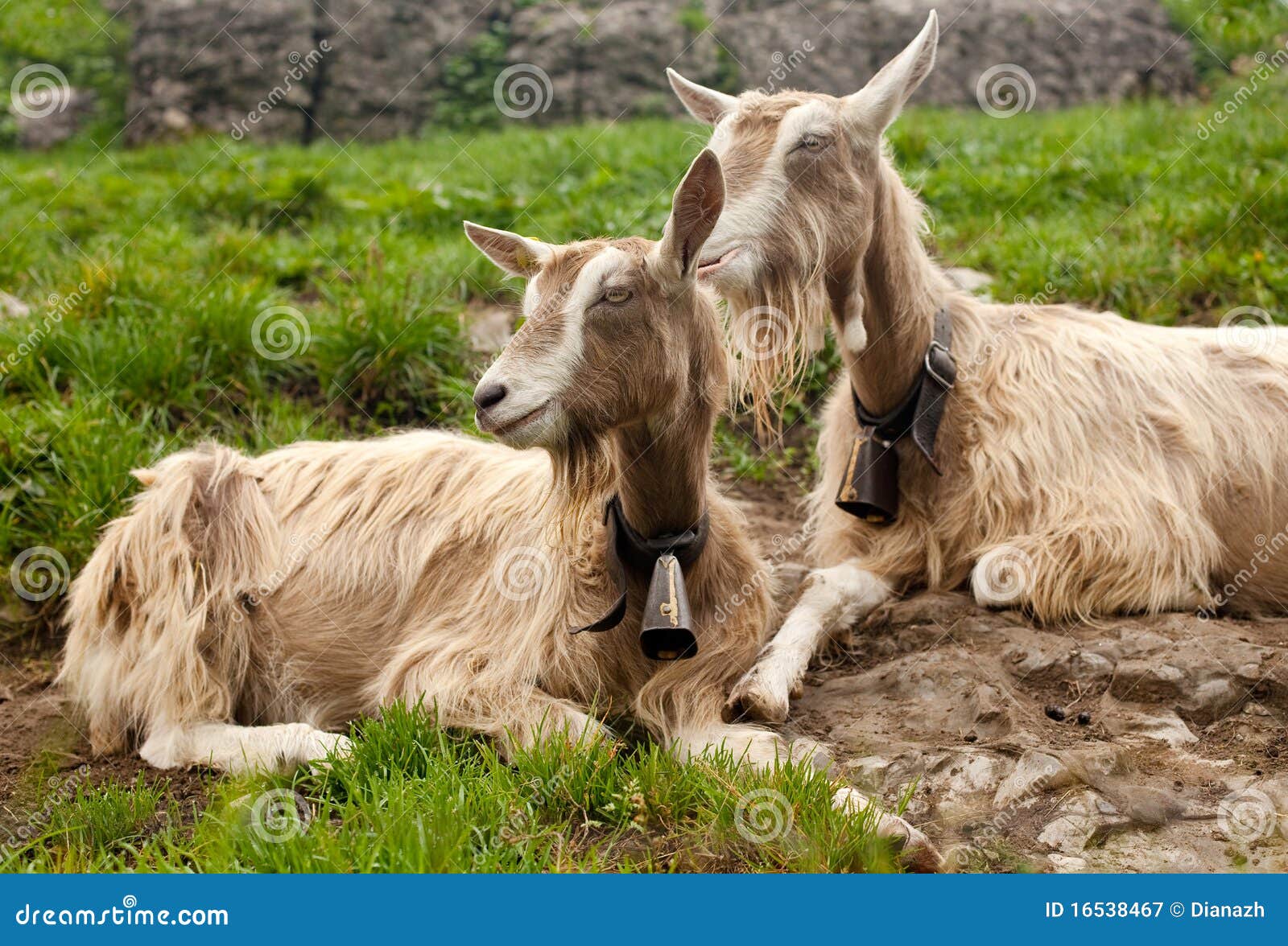 Two Beautiful Goats in Swiss Countryside Stock Image - Image of field ...