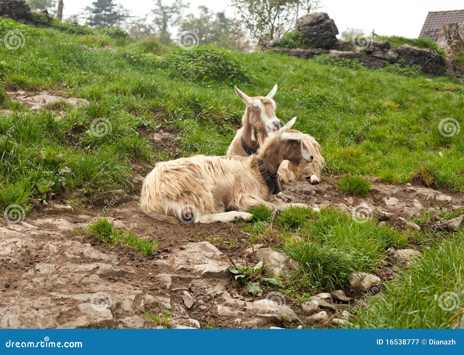 Two Beautiful Goats in Swiss Countryside Stock Image - Image of ...