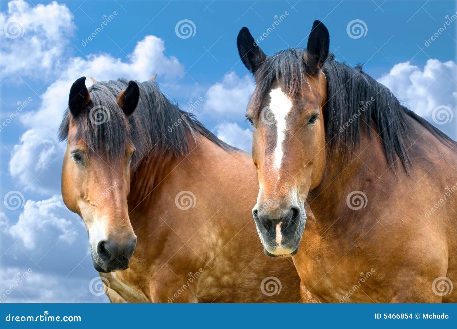Two beautiful horses stock photo. Image of breeding, stud - 5466854