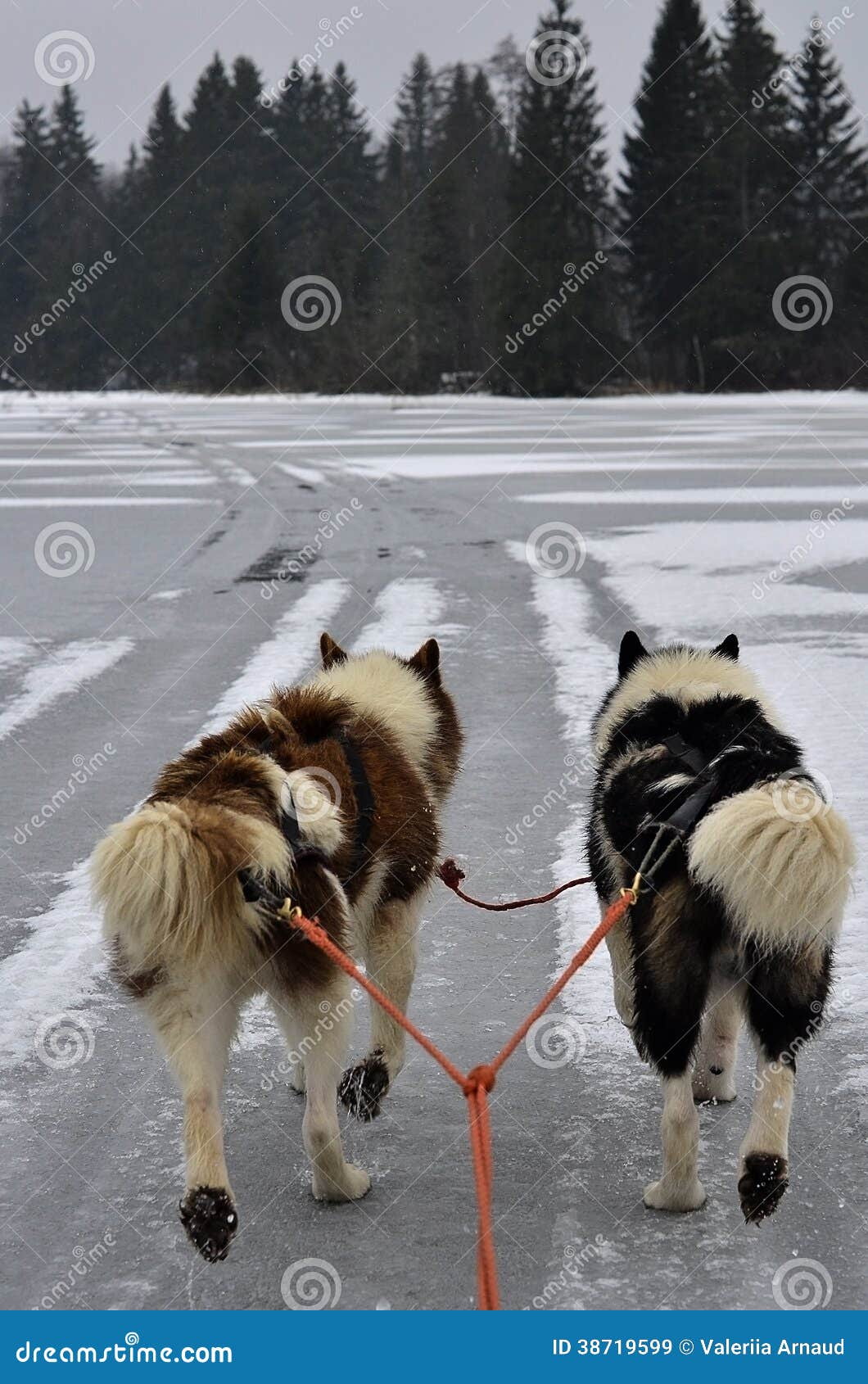 Two Beautiful Husky Dogs Pulling the Sledge Stock Image - Image of ...